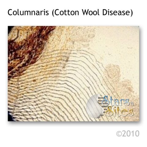 Columnaris (Cotton Wool Disease) | Koi Enterprise