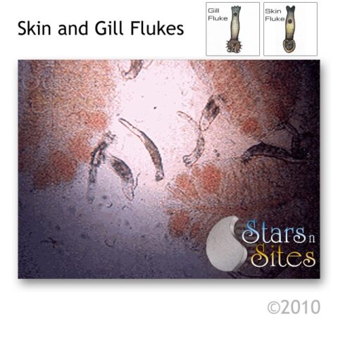 Skin and Gill Flukes | Koi Enterprise