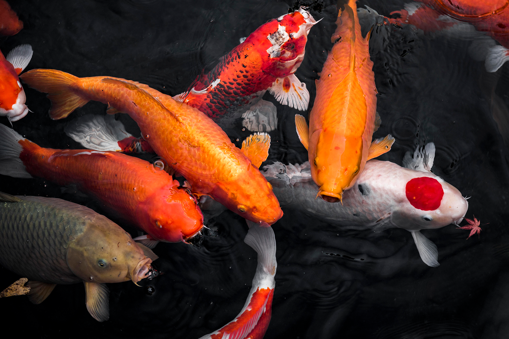 blog-bg-top | Koi Enterprise